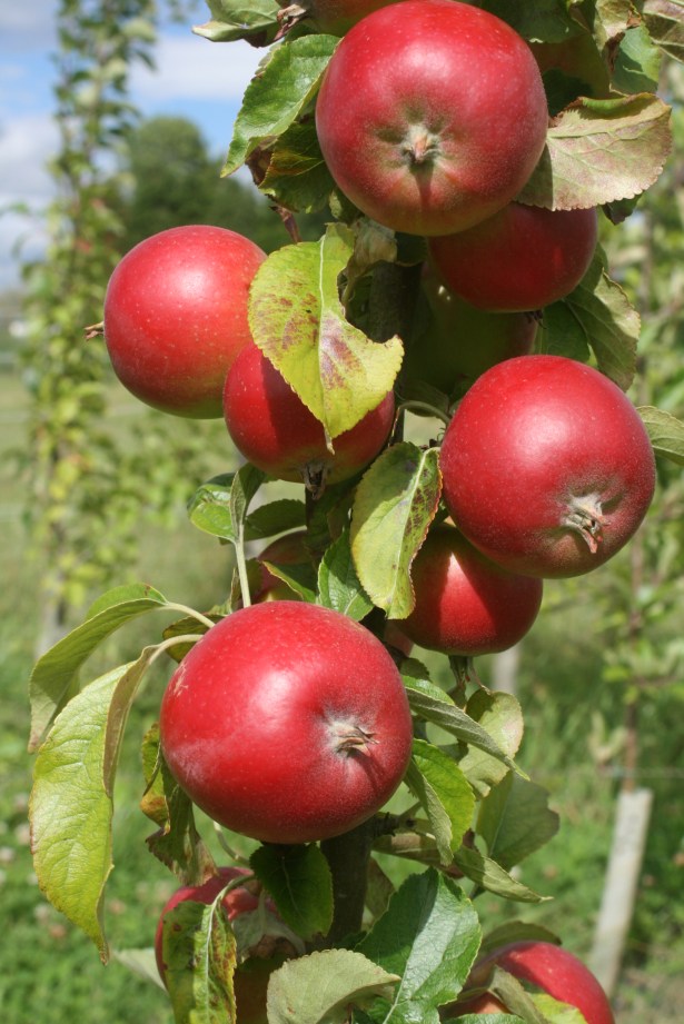 Spindlebush Apple Trees