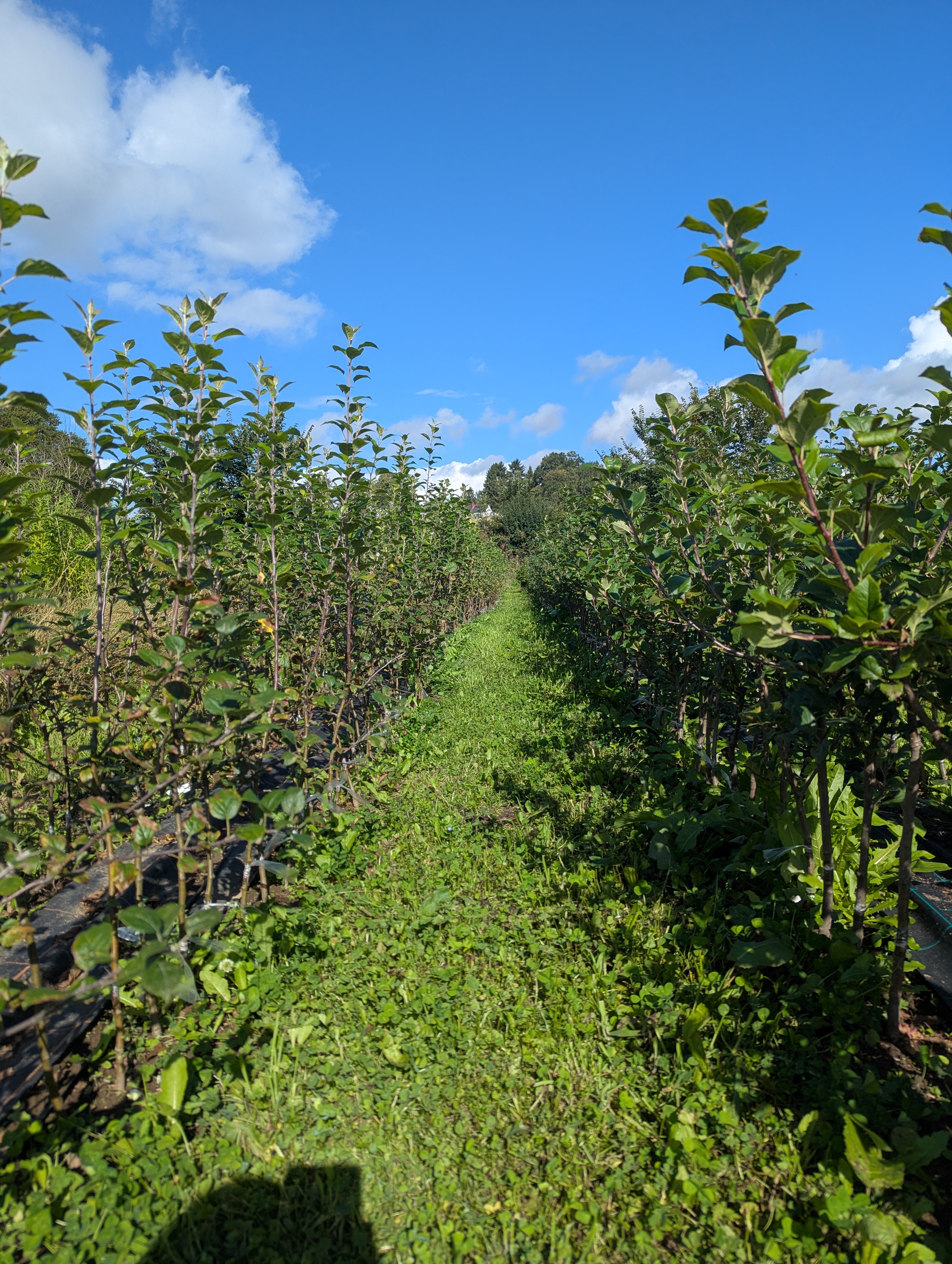 | Scottish fruit trees + soft fruit + edible hedging + heritage ...